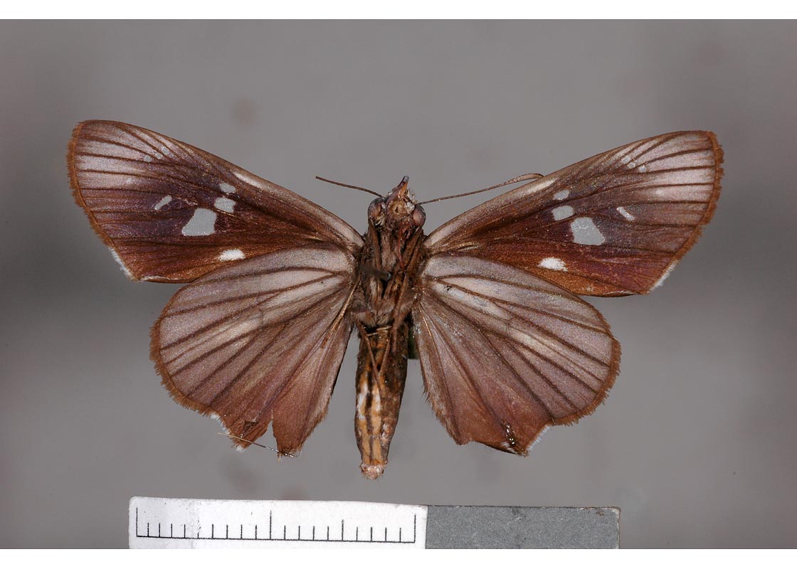 Carystus phorcus claudianus (pinned specimens)